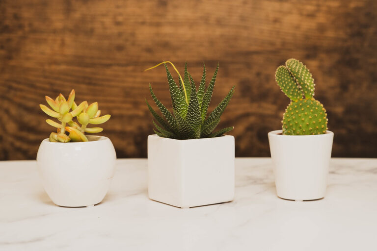 Succulents vs Cacti: Key Differences and How to Care for Each - Solara ...